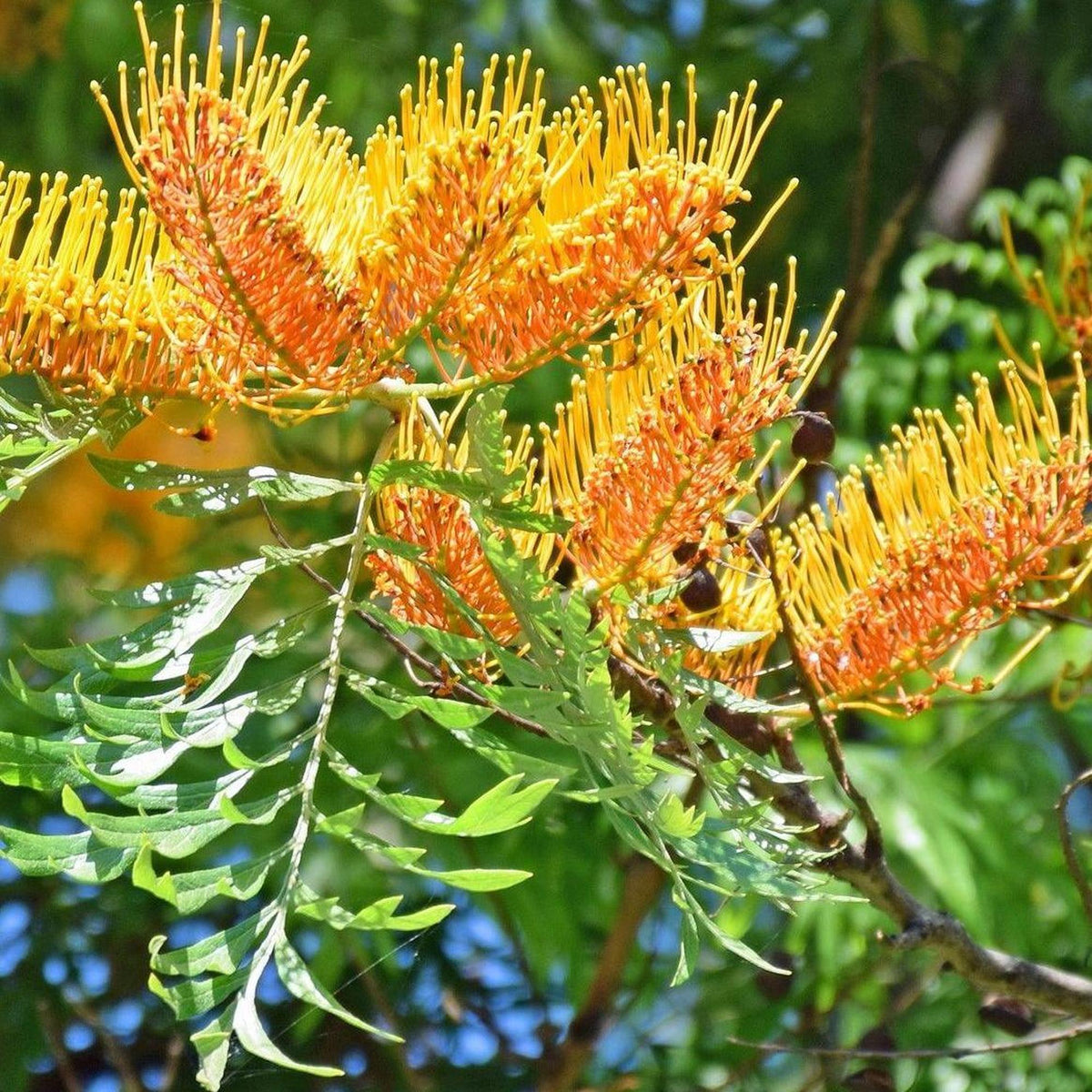 Buy Now! Southern Silky Oak Tree - Grevillea robusta – Nursery Near Me