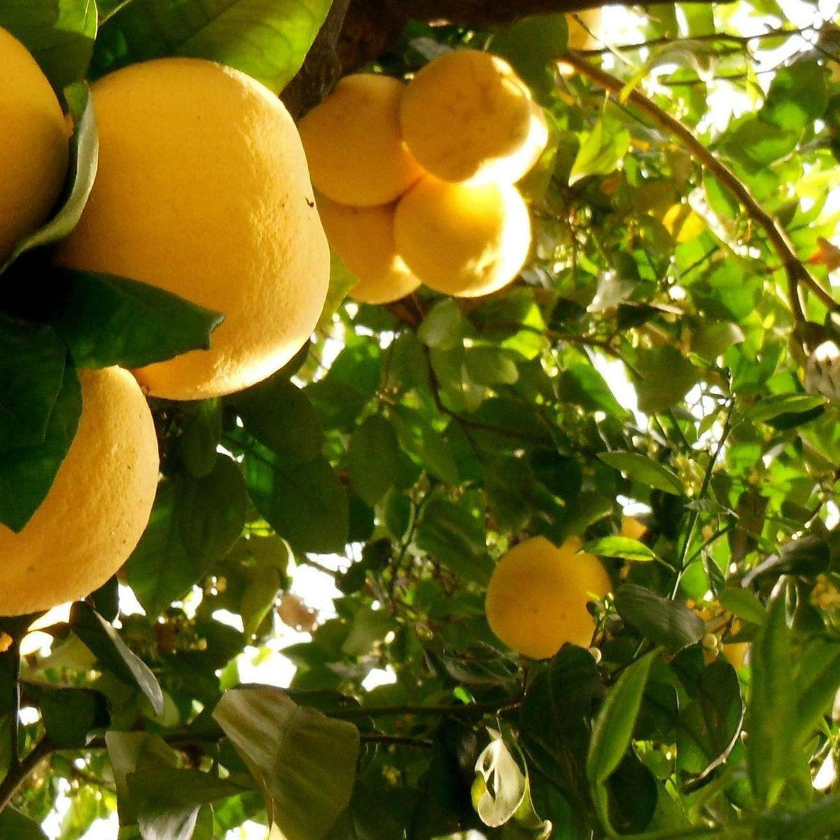 Buy Now! Star Ruby Grapefruit Tree - Citrus paradisi 'Star Ruby ...