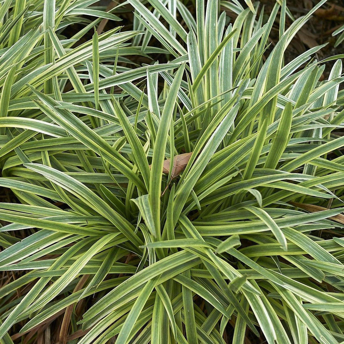 Stripey White Lilyturf - Liriope muscari 'Stripey White' | Buy Online ...