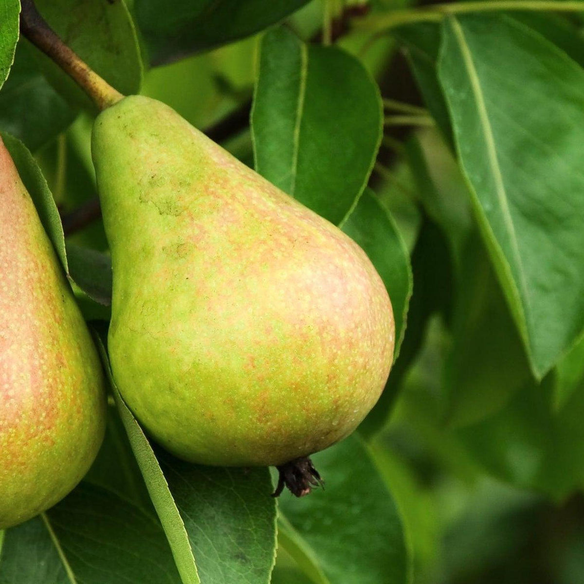Sunshine Nashi Pear Tree - Pyrus pyrifolia 'Sunshu Sunshine' | Buy ...