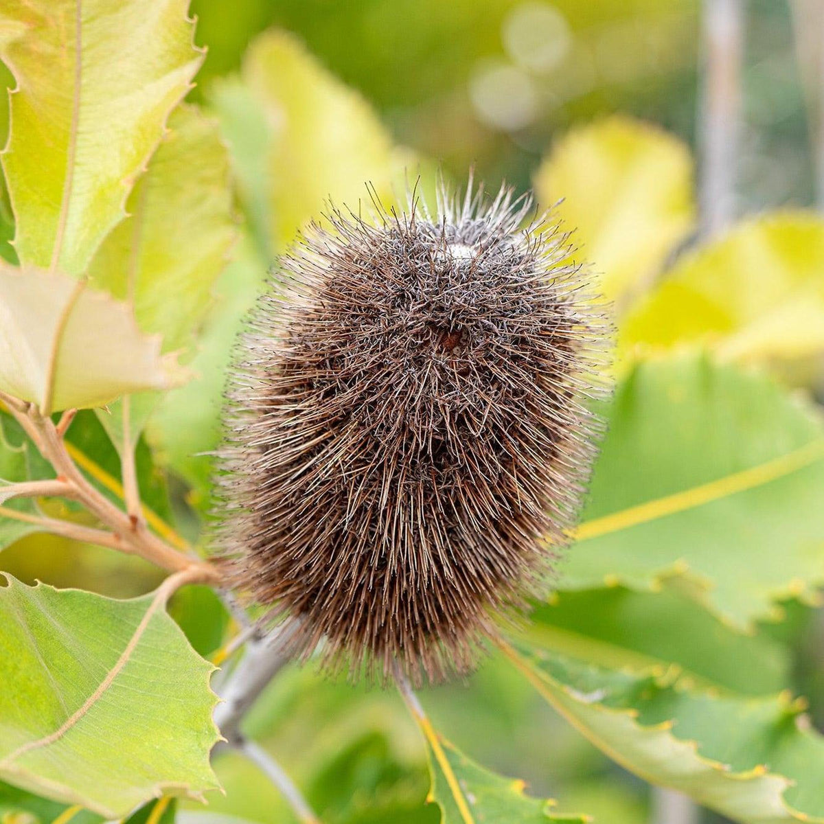 Buy Now! Swamp Banksia - Banksia robur – Nursery Near Me