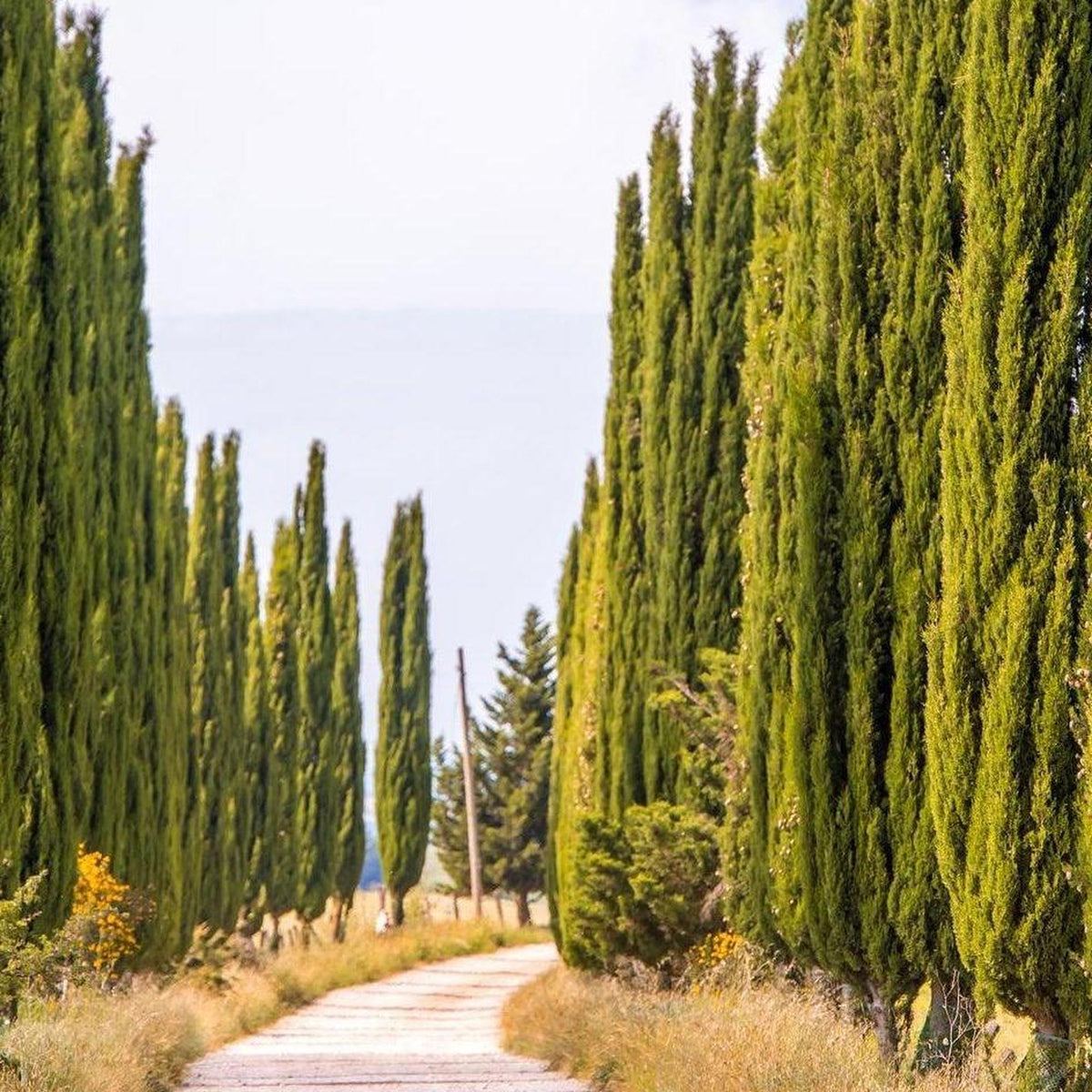 Swanes Golden Pencil Pine - Cupressus sempervirens 'Swanes Gold' | Buy ...