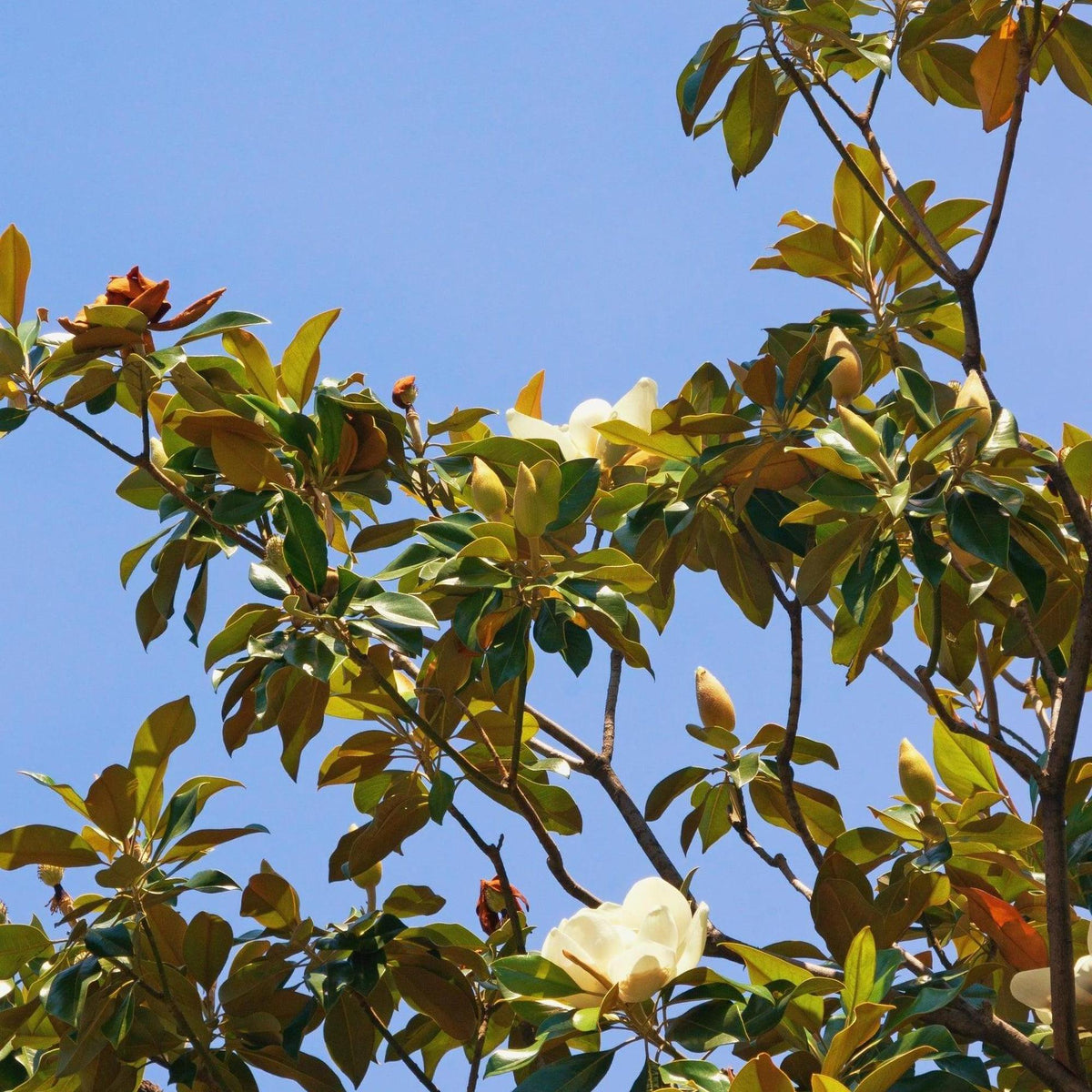 Sweet N Neat Magnolia - Magnolia grandiflora 'Sweet N Neat' | Buy ...