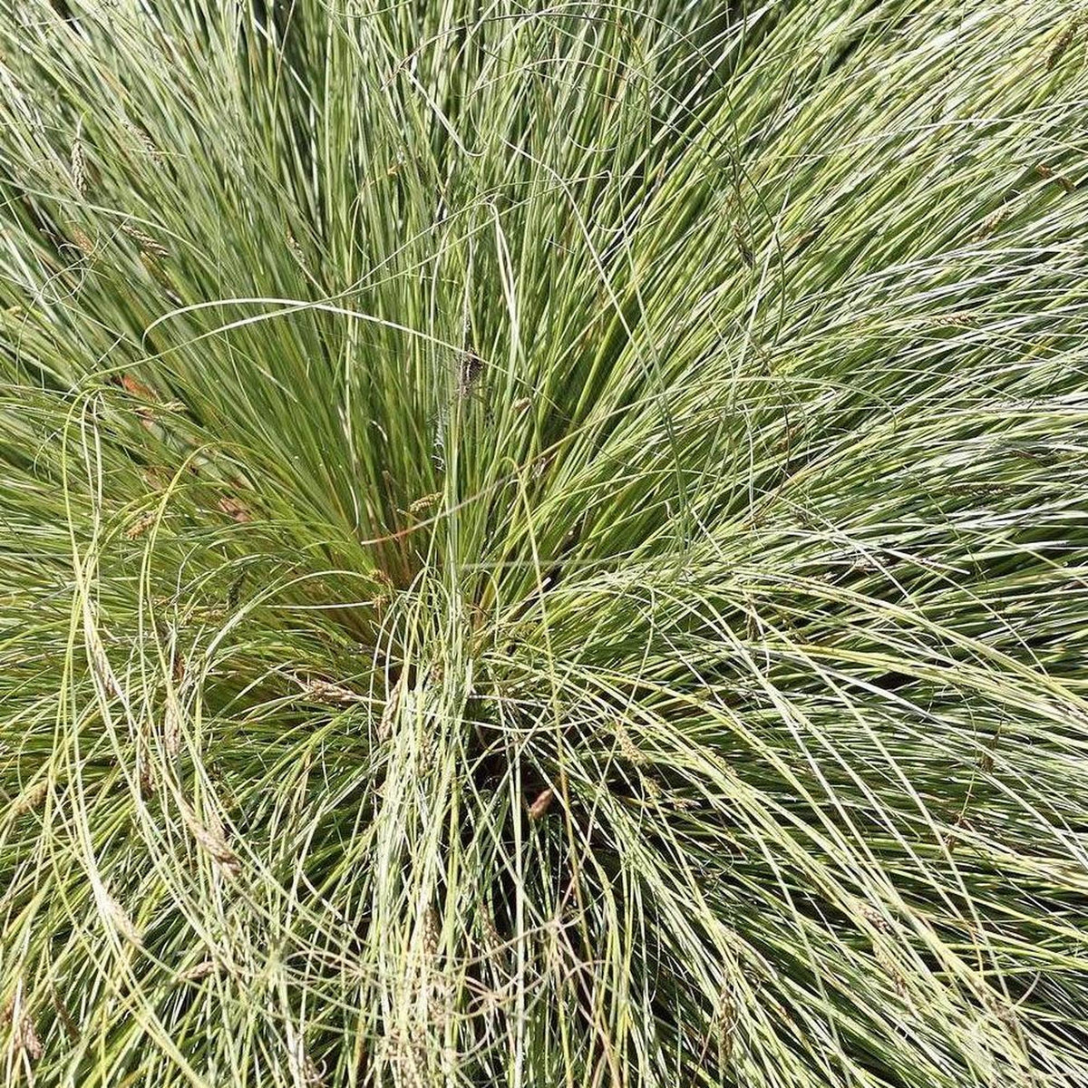 Buy Now! Tall Sledge Grass - Carex appressa – Nursery Near Me