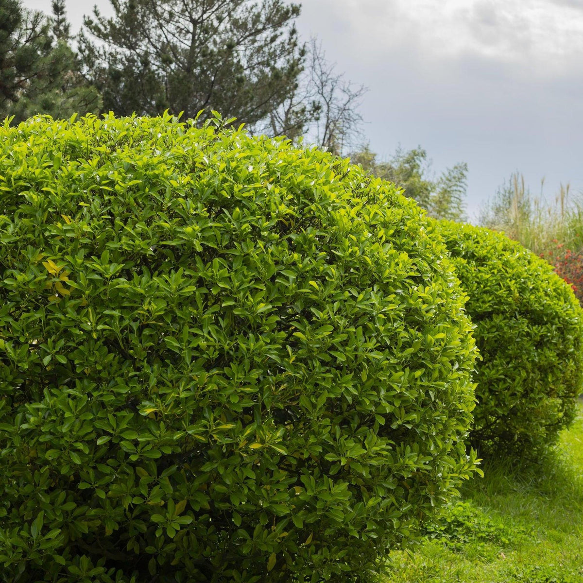 Buy Now! Tom Thumb Euonymus - Euonymus japonicus microphyllus 'Tom ...