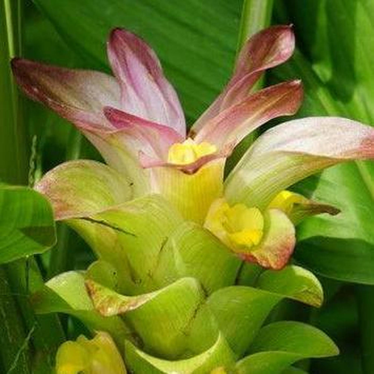 Tumeric - Curcuma longa | Buy Online Australia – Nursery Near Me
