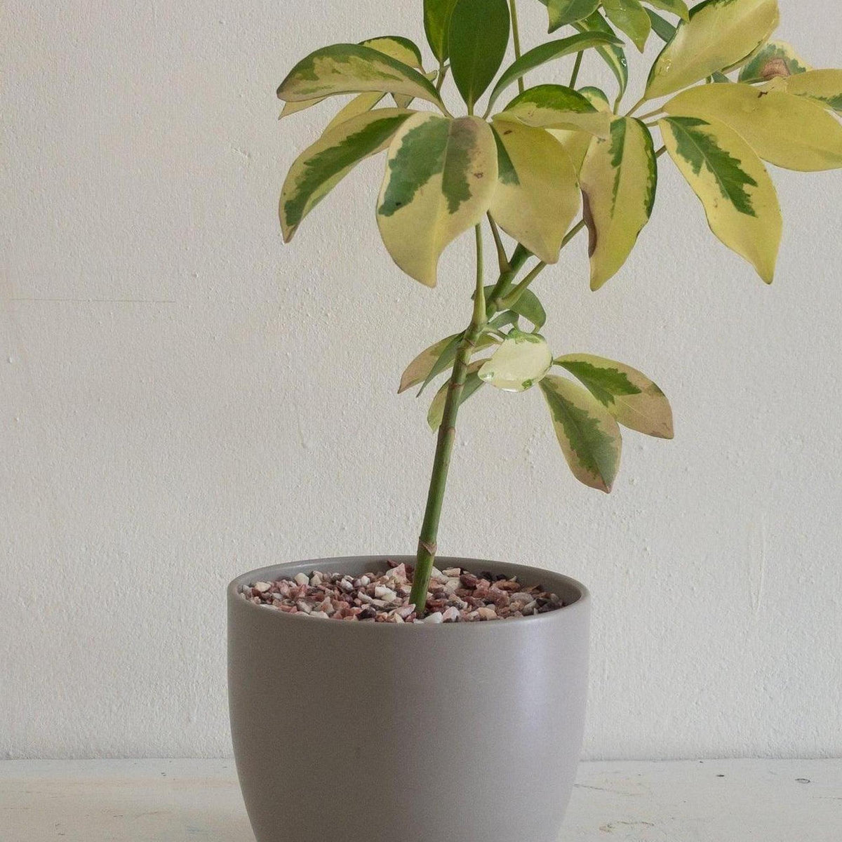 Buy Now! Variegated Dwarf Umbrella Tree - Schefflera arboricola ...