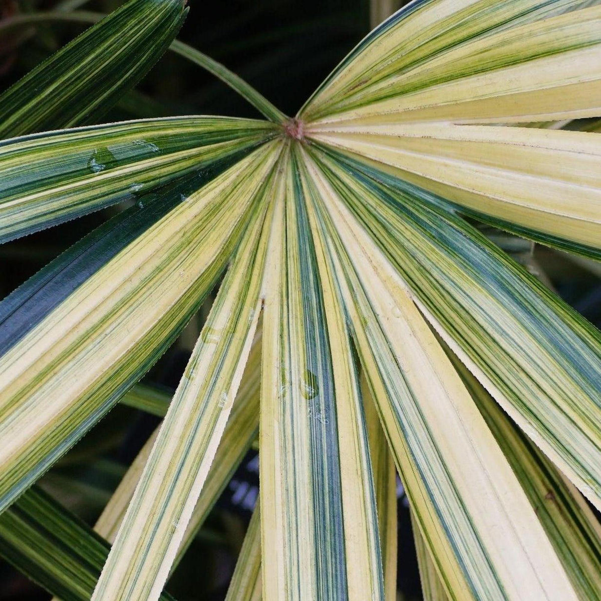 Variegated Lady Palm - Rhapis excelsa 'Variegated' | Buy Online ...