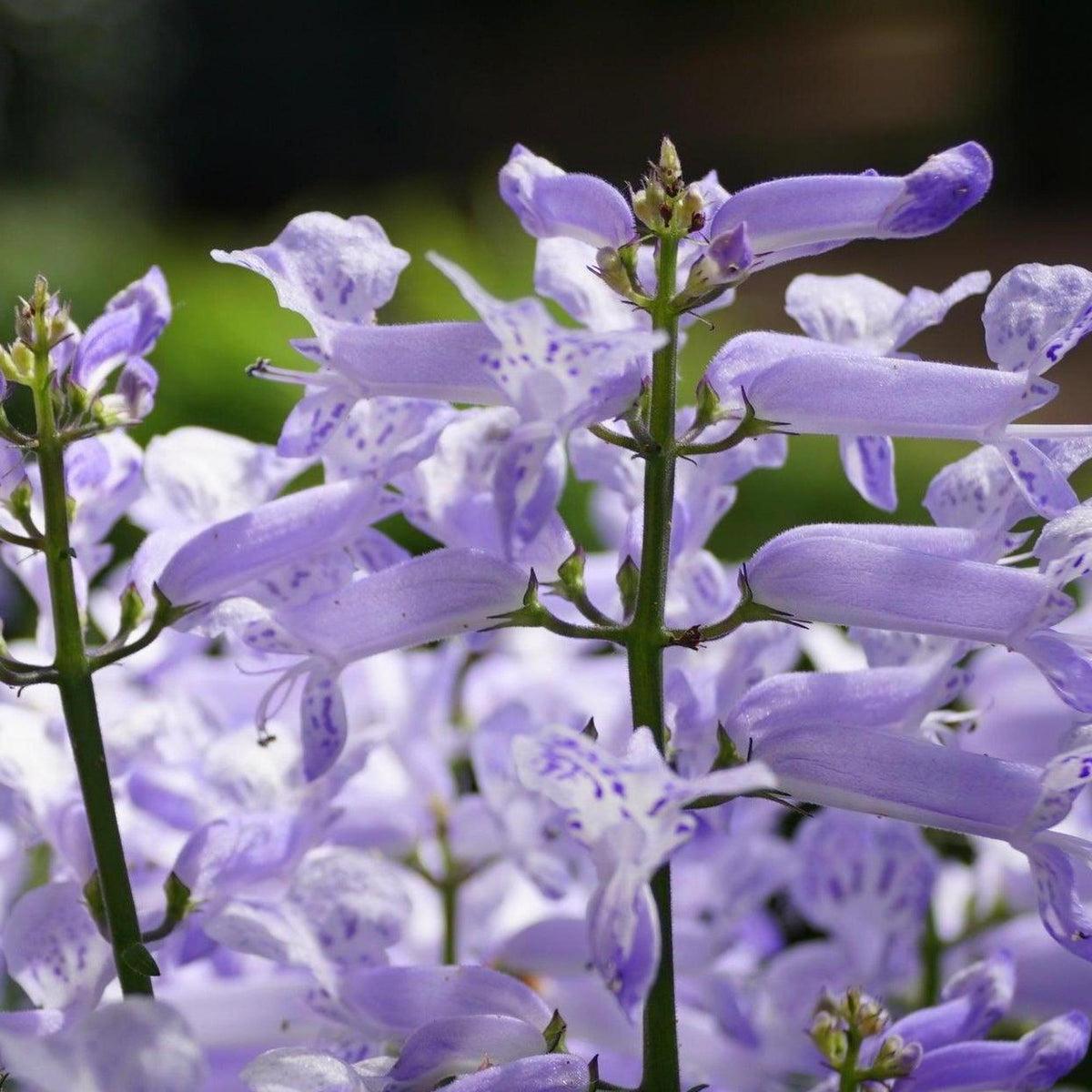 Velvet Elvis Spur Flower - Plectranthus 'Velvet Elvis' | Buy Online ...