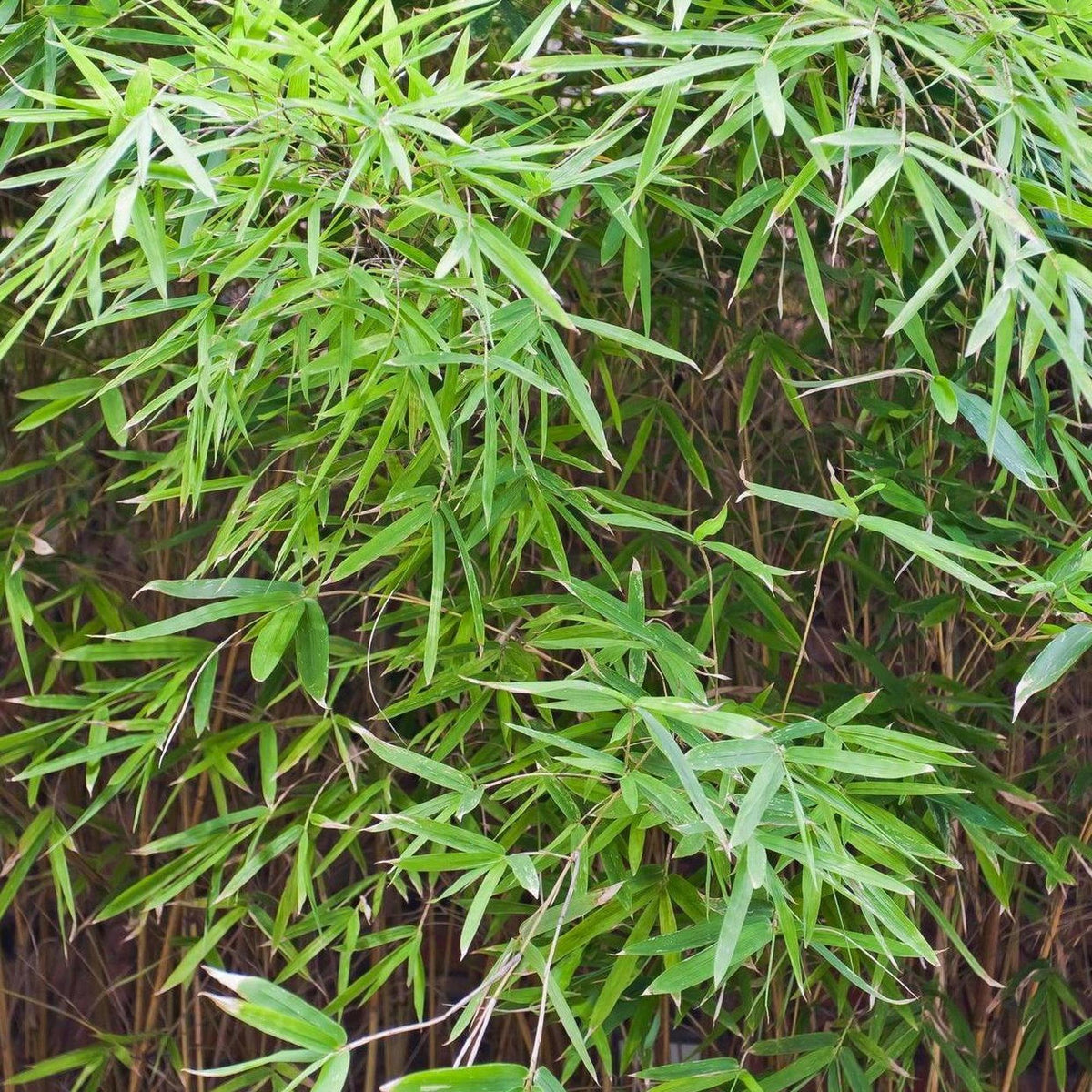 Verigated Malay Dwarf Bamboo - Bambusa heterostachya Variegated | Buy ...