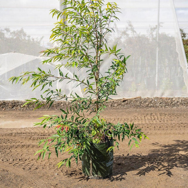 Buy Now! Weeping Lilly Pilly Tree - Waterhousia floribunda – Nursery ...