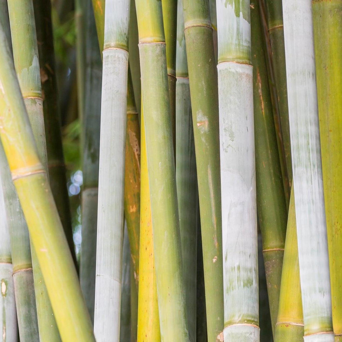 White Bamboo - Bambusa chungii | Buy Online Australia – Nursery Near Me