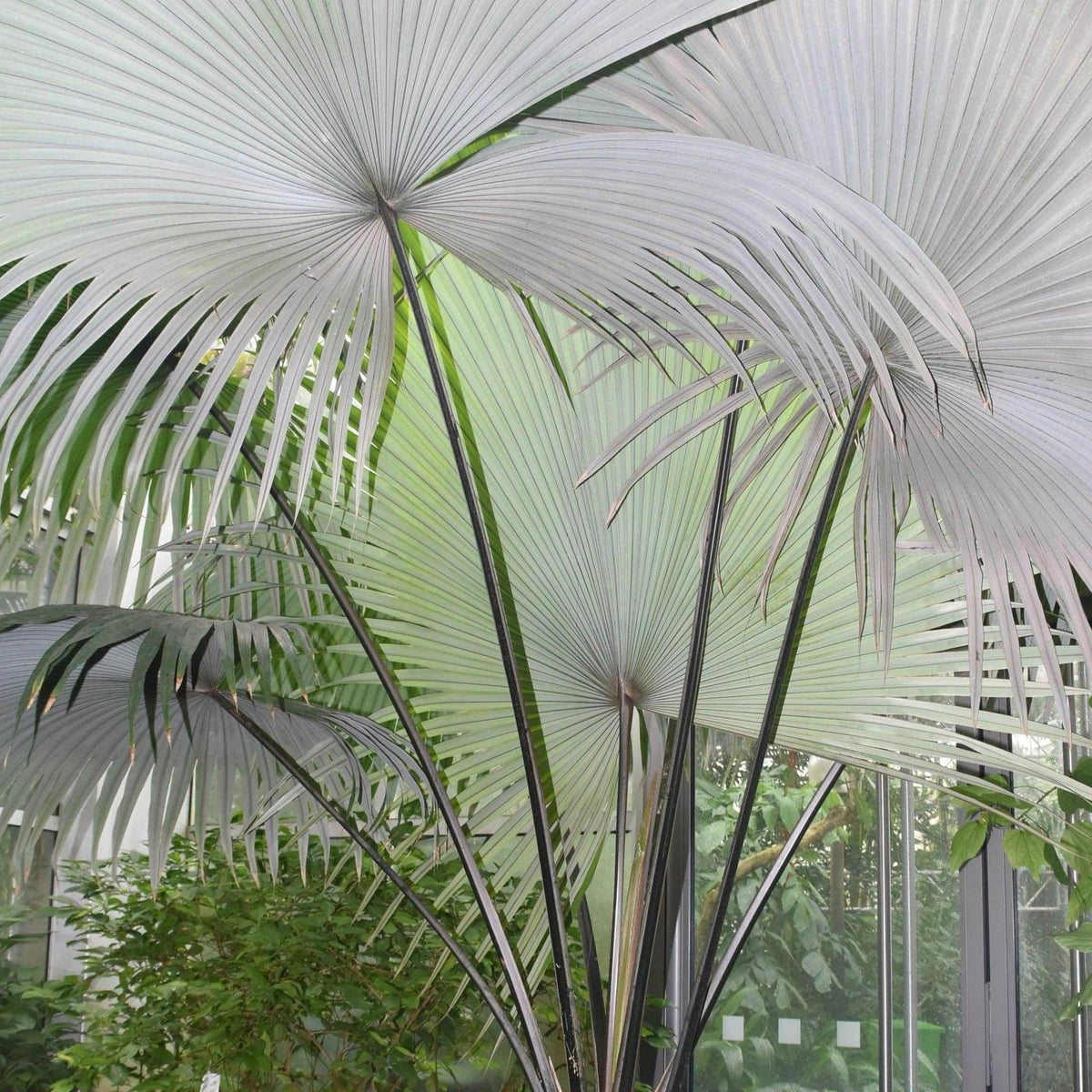 White Elephant Palm - Kerriodoxa elegans | Buy Online Australia ...