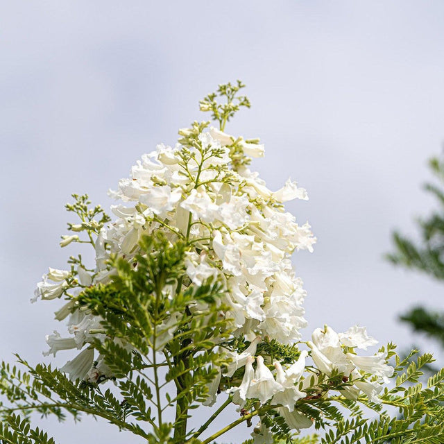 Buy Now! White Jacaranda Tree - Jacaranda mimosifolia 'Alba' – Nursery ...