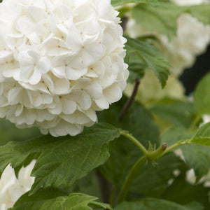 Buy Trees Online | Nursery Near Me
