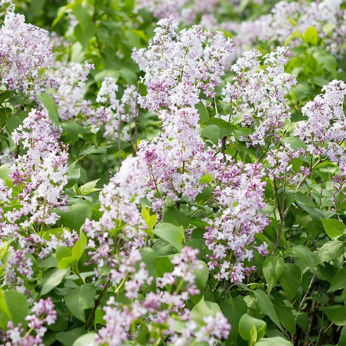 White Out Hardenbergia - Hardenbergia violacea 'White Out' | Buy Online ...