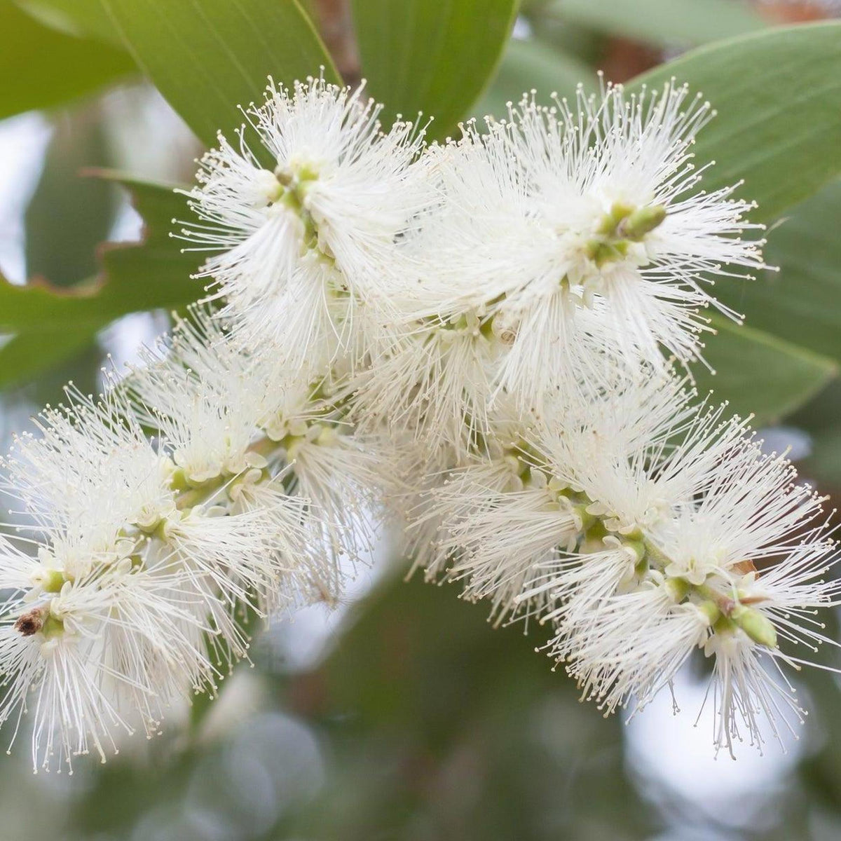 White Paperbark Melaleuca - Melaleuca quinquenervia | Buy Online ...