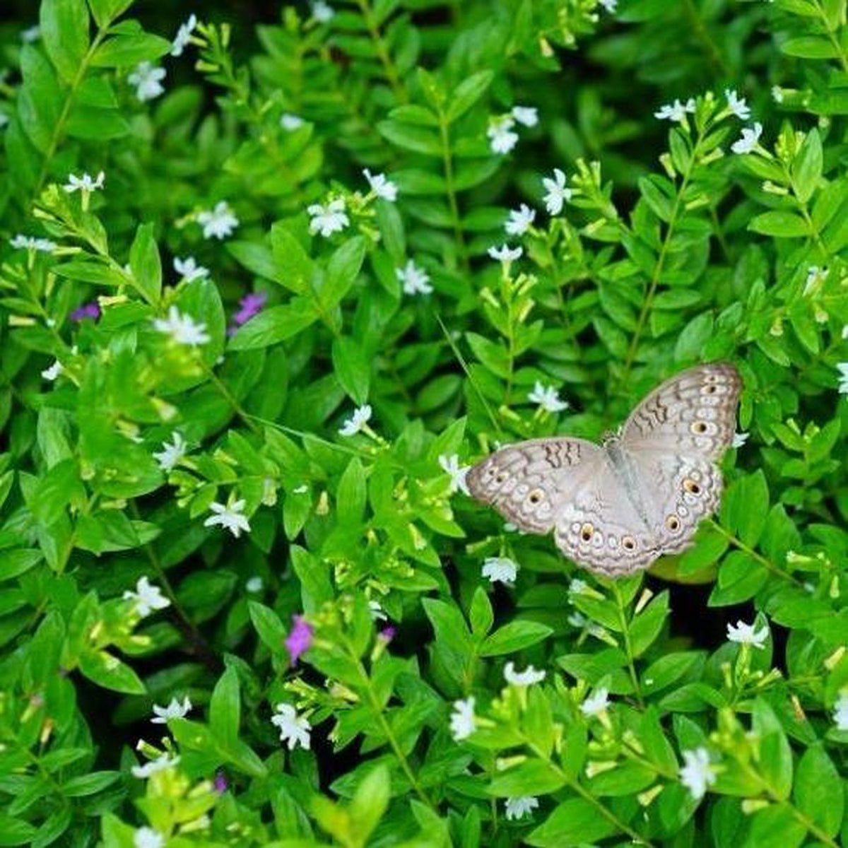 White Pratia - Pratia pedunculata | Buy Online Australia – Nursery Near Me
