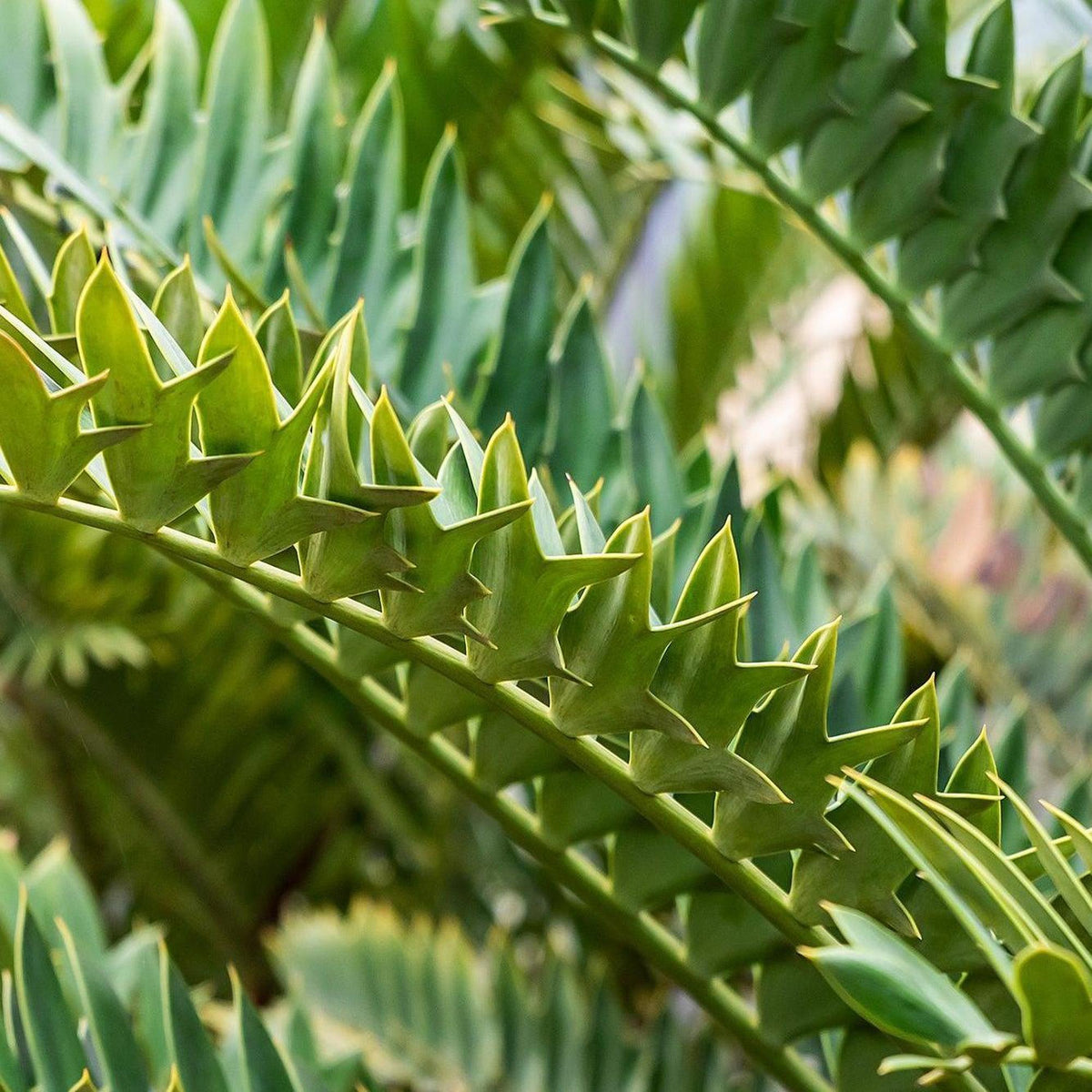 Buy Now! Whitelock's Cycad - Encephalartos whitelockii – Nursery Near Me