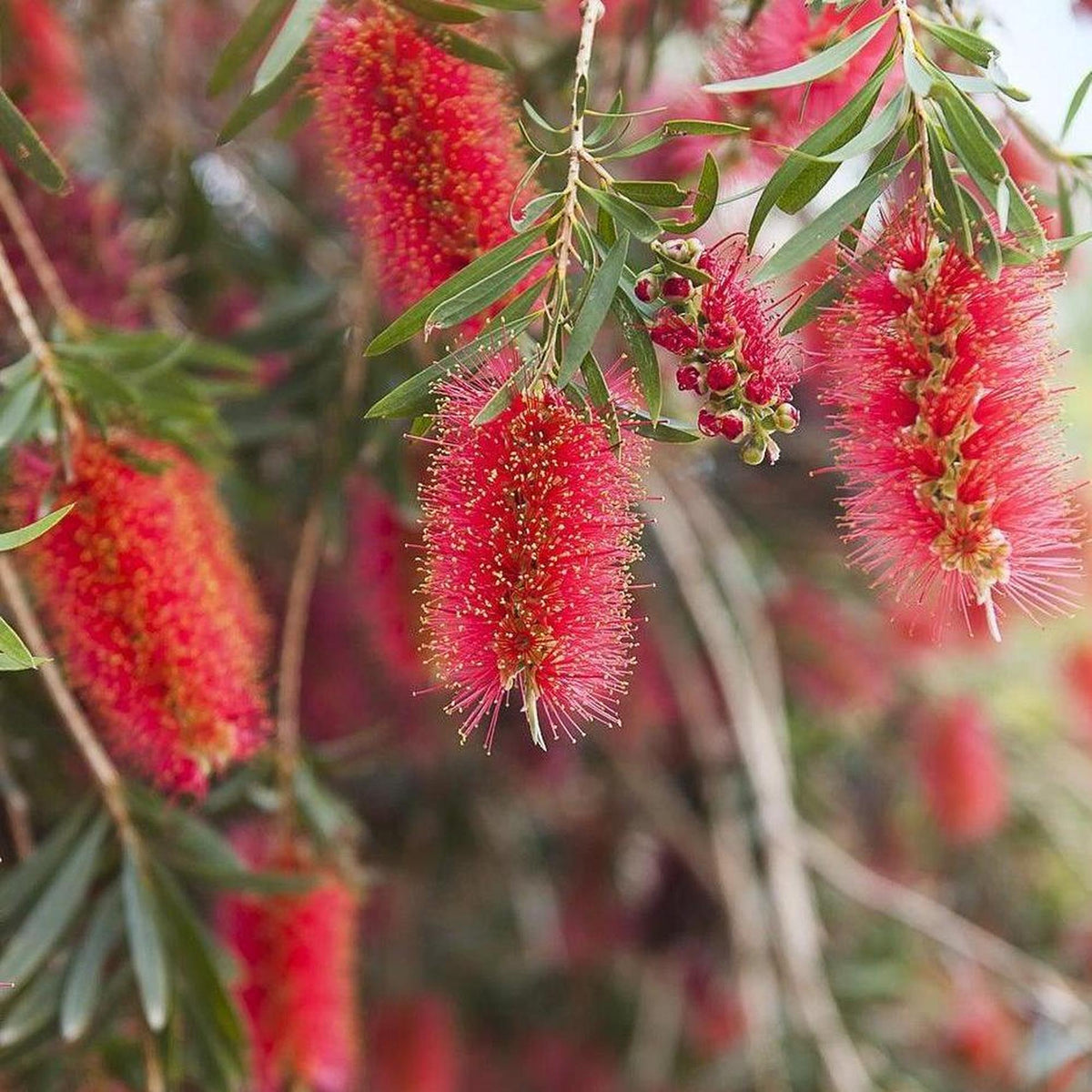 Buy Now! Wildfire Bottlebrush - Callistemon viminalis 'Wildfire ...