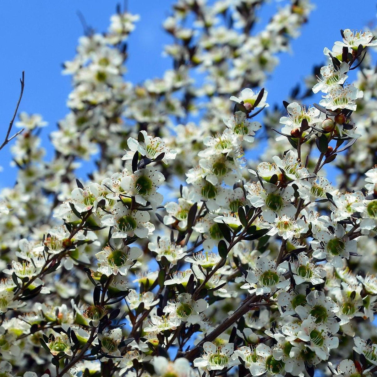 Buy Now! Yellow Tea Tree - Leptospermum polygalifolium – Nursery Near Me