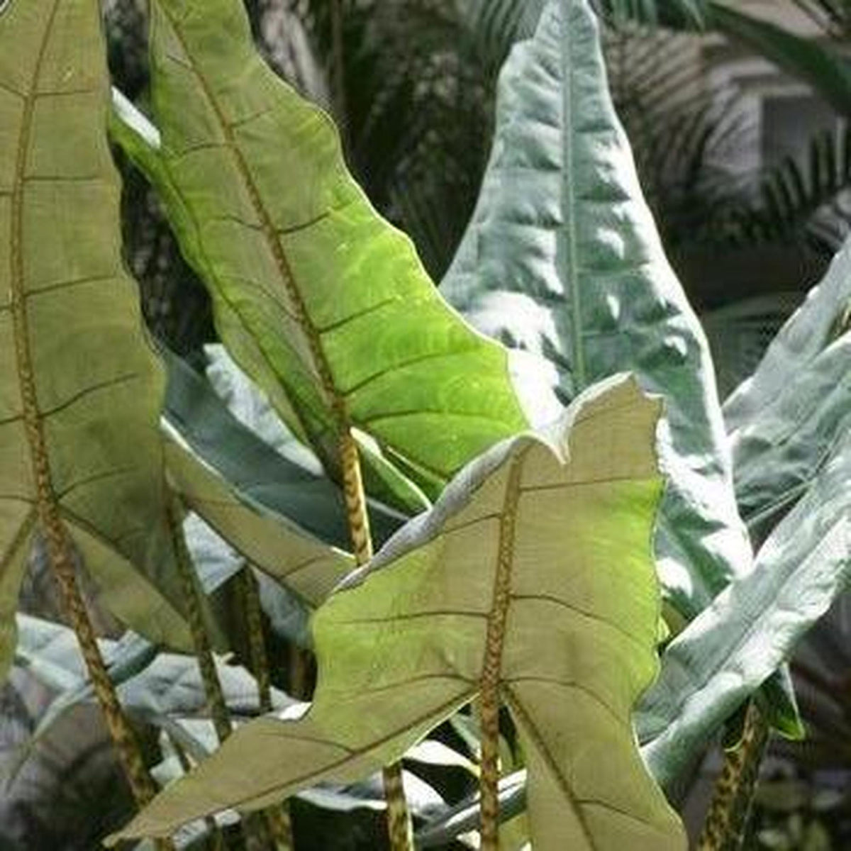 Buy Now! Zebra Plant - Alocasia zebrina – Nursery Near Me